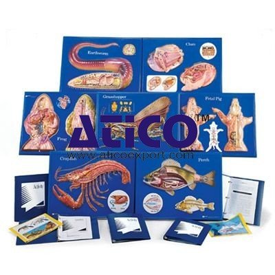Zoology Charts Prices, Manufacturers and Supplier In India